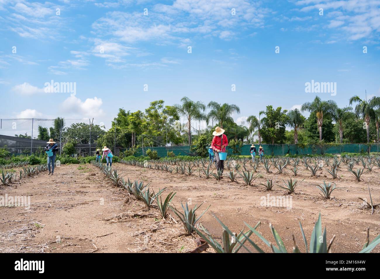 The farmers work in the agave jima in the field to take to the tequila ...