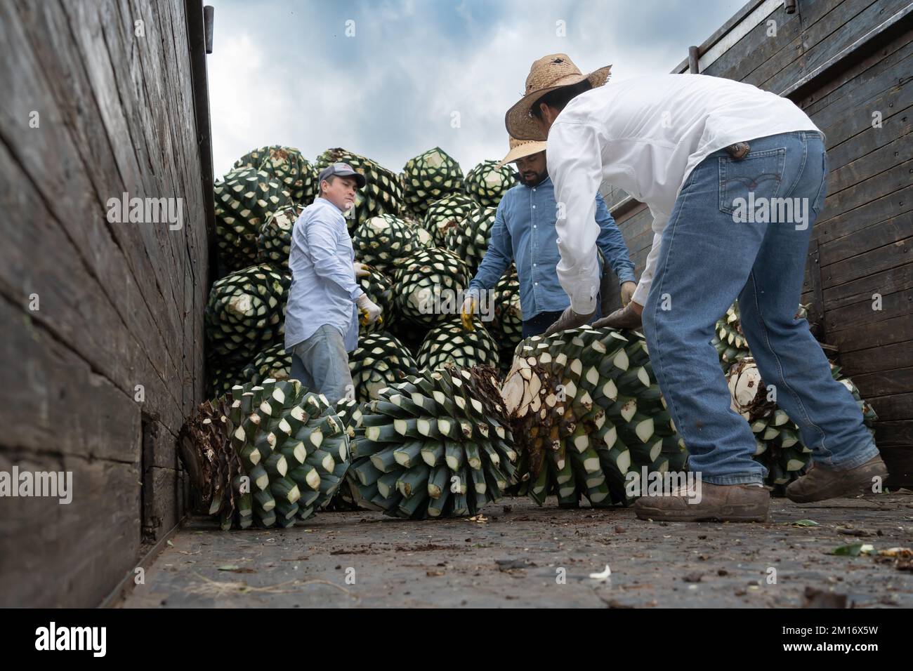 The farmers work in the agave jima in the field to take to the tequila ...