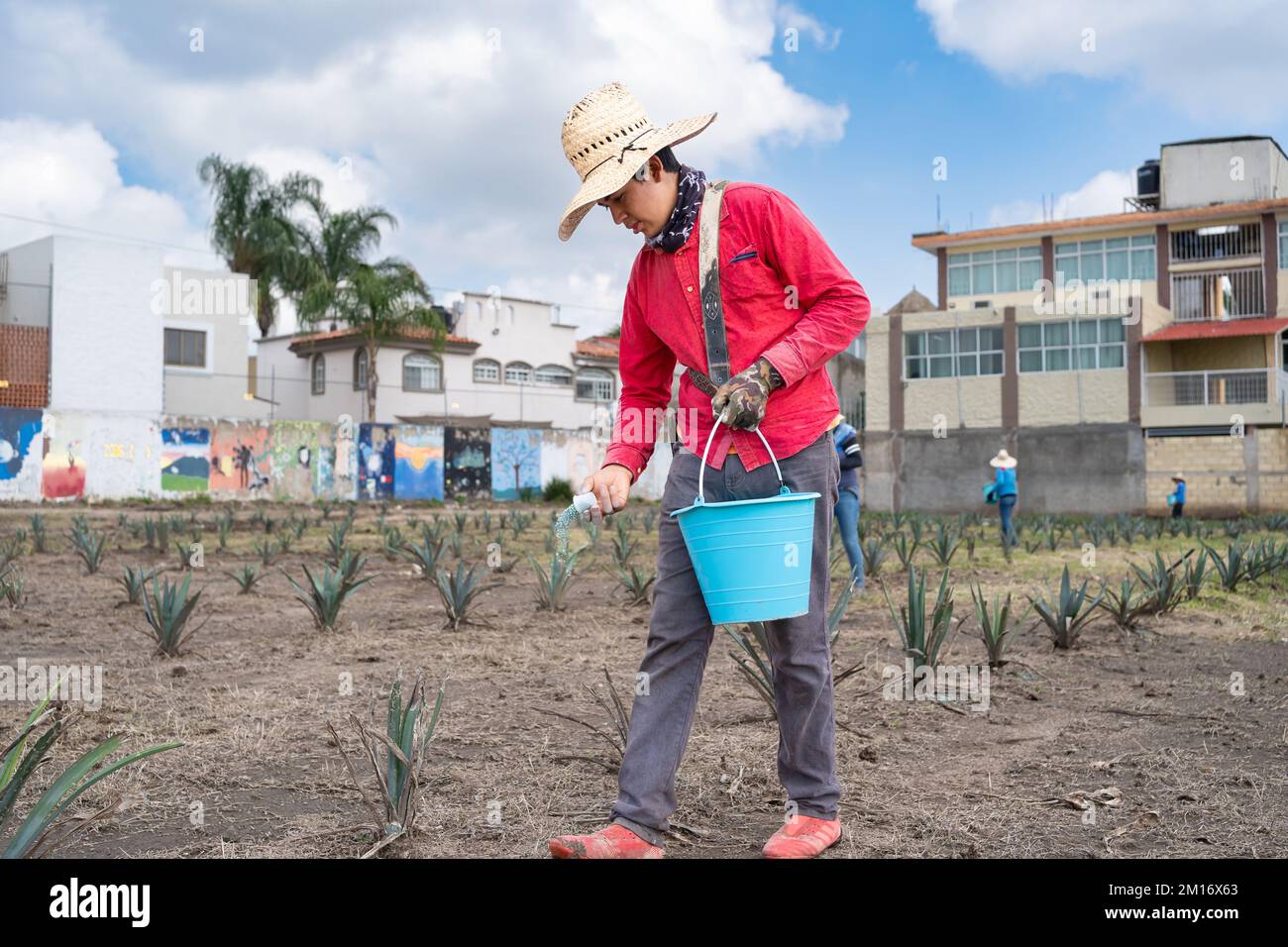 A young farm worker applying insecticides to agave plants Stock Photo ...