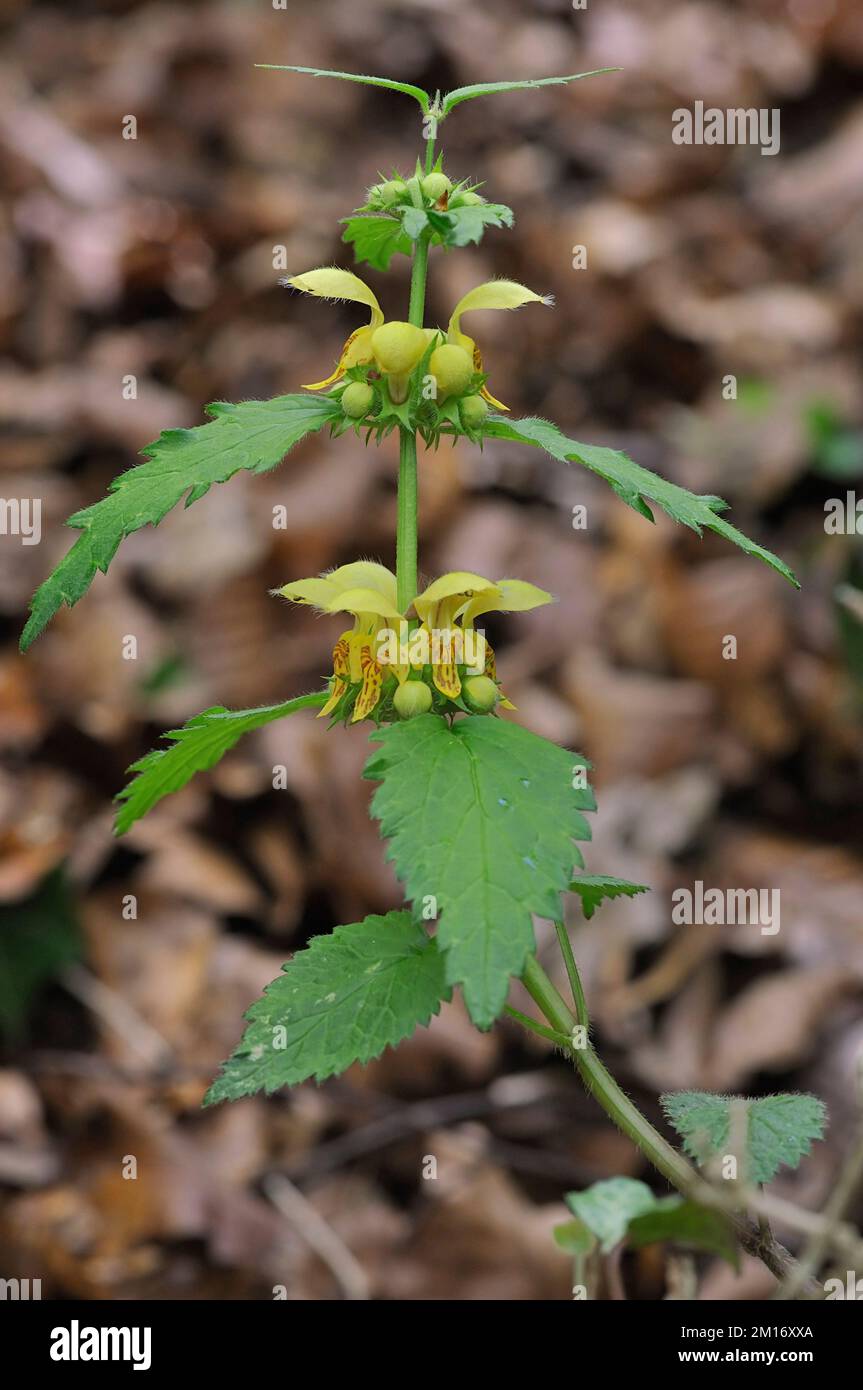 Yellow Archangel - Lamiastrum galeobdolon against woodland leaf litter ...