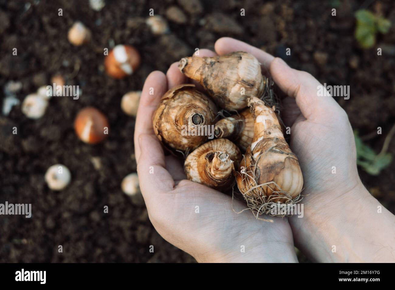 hands holding daffodil bulbs before planting in the ground Stock Photo ...
