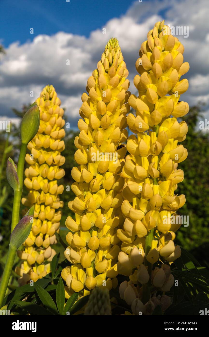 Yellow lupin flowers in the spring sunshine Stock Photo - Alamy
