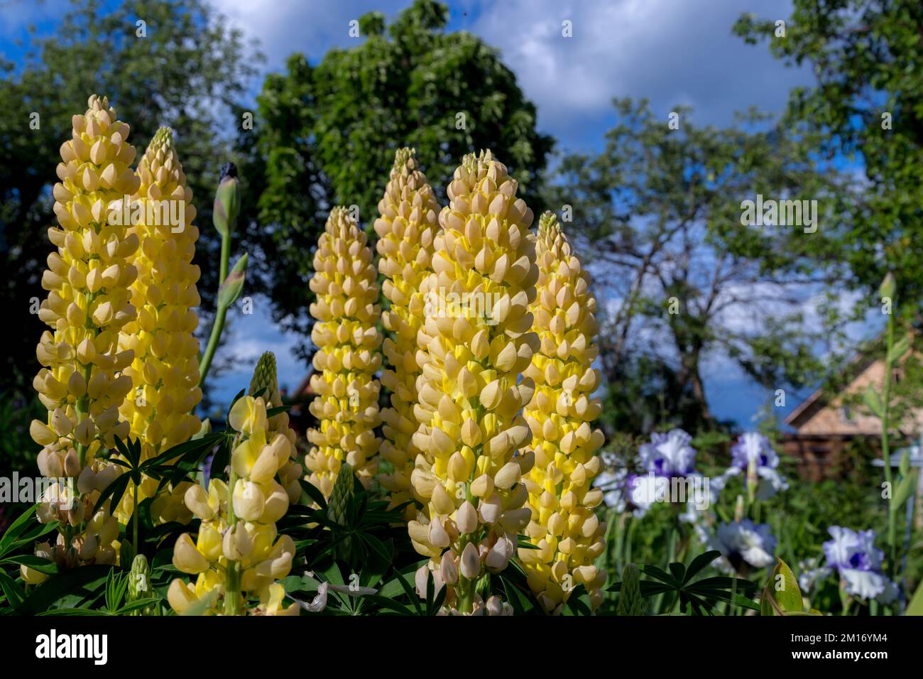 Yellow lupin flowers in the spring sunshine Stock Photo - Alamy