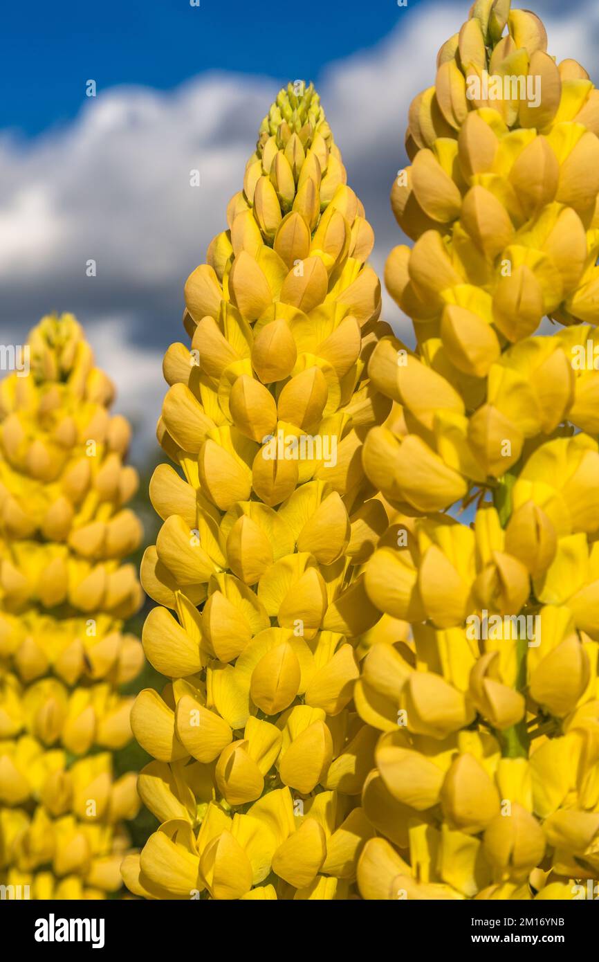 Annual yellow lupin hi-res stock photography and images - Alamy