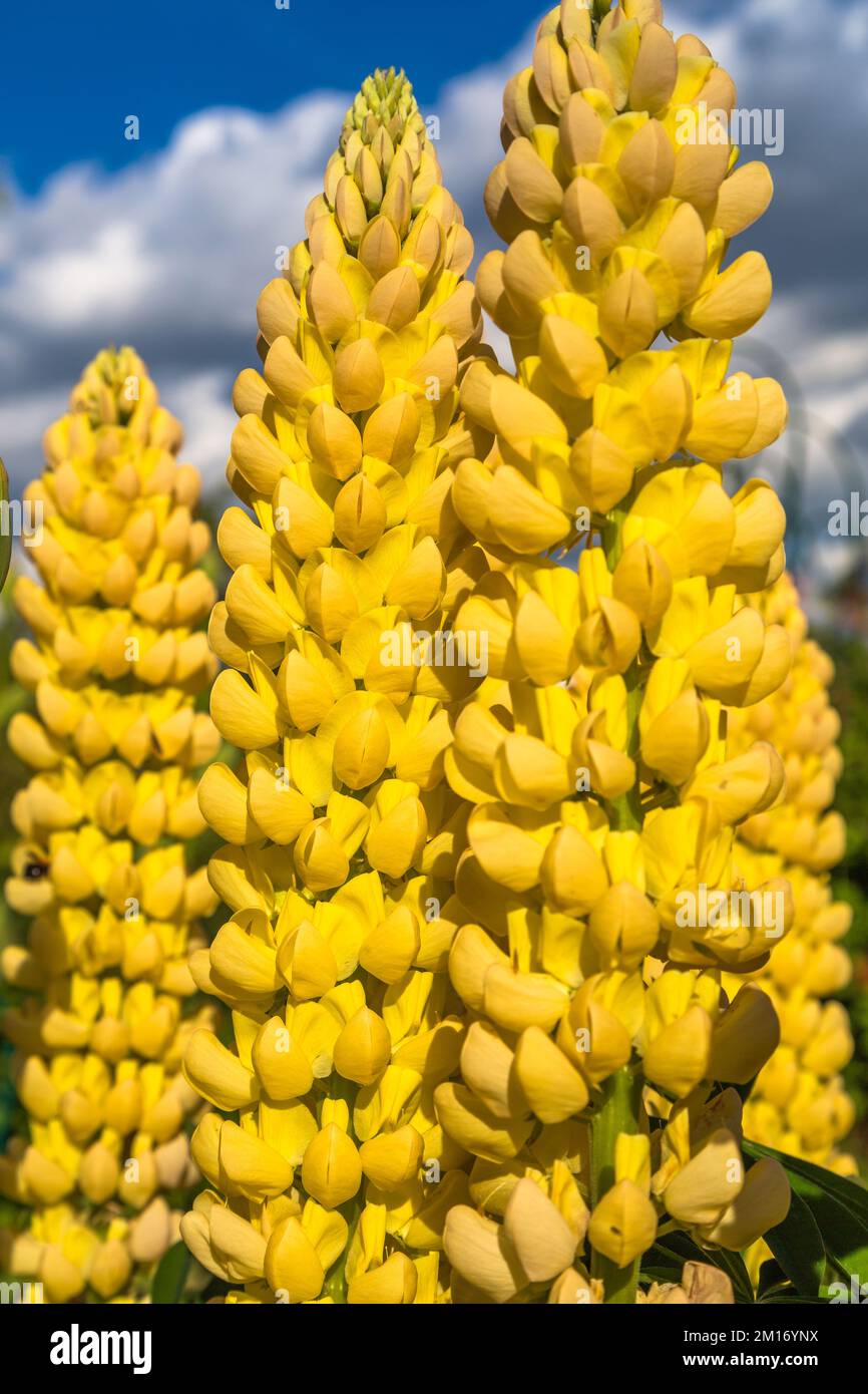 Yellow lupin flowers in the spring sunshine Stock Photo - Alamy