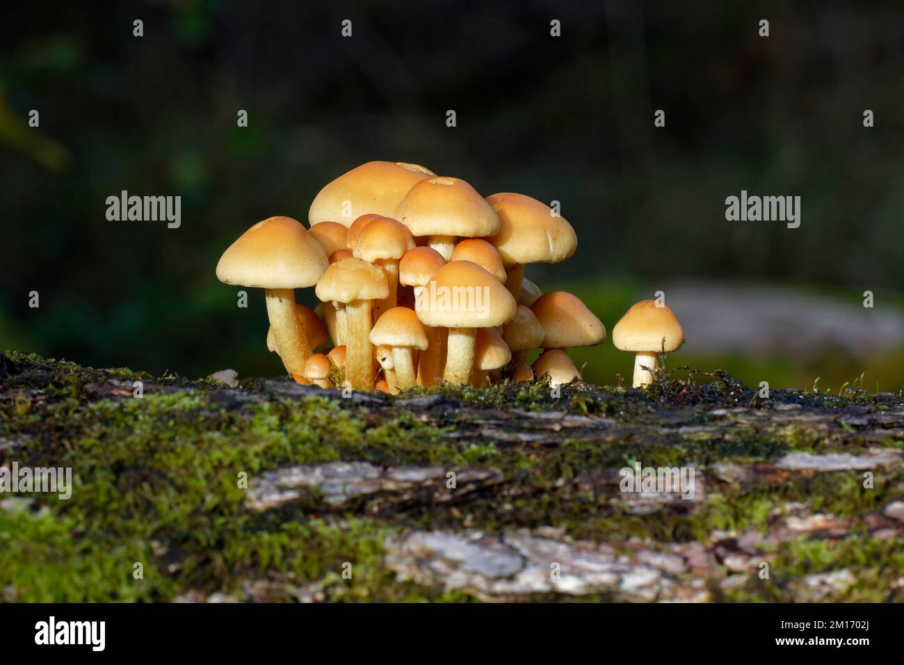 Sulphur Tuft - Hypholoma fascicular Group of fungi on log Stock Photo ...