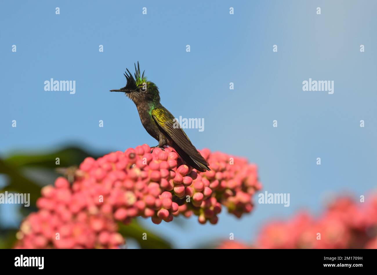 Antillean crested hummingbird (Orthorhyncus cristatus)Found across ...