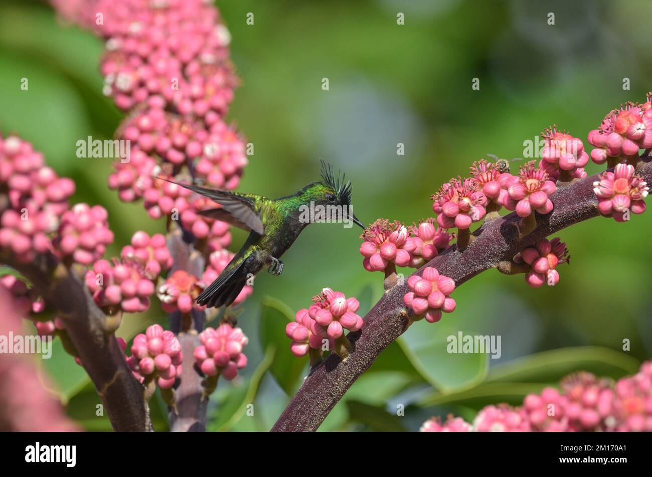 Antillean crested hummingbird (Orthorhyncus cristatus)Found across ...