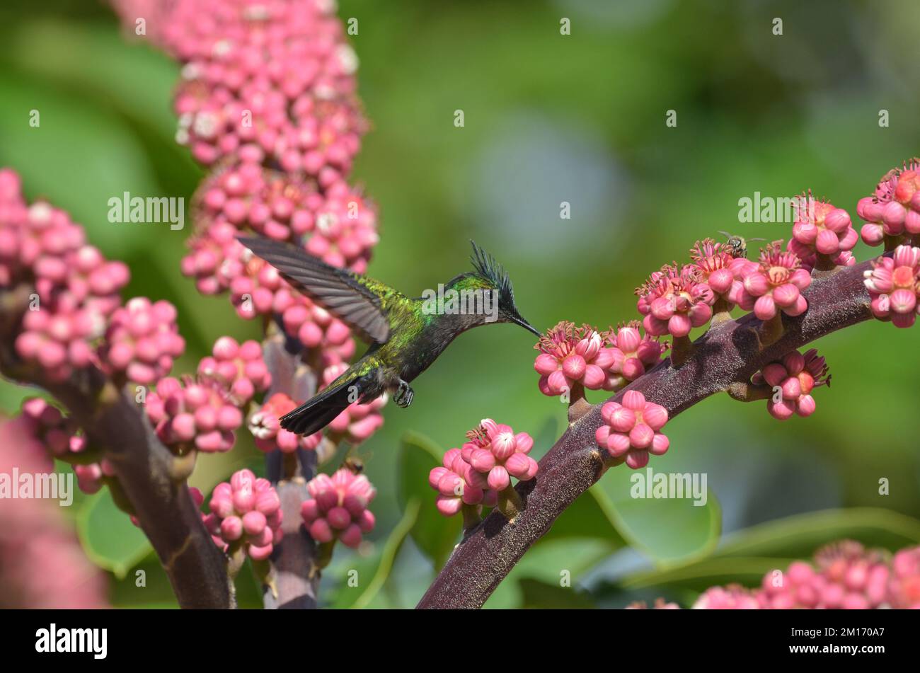 Antillean crested hummingbird (Orthorhyncus cristatus)Found across ...
