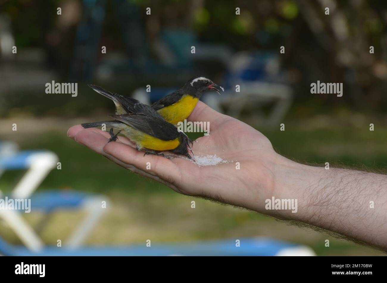 Lesser Antillean Bananaquit Sugar Bird Stock Photo - Alamy