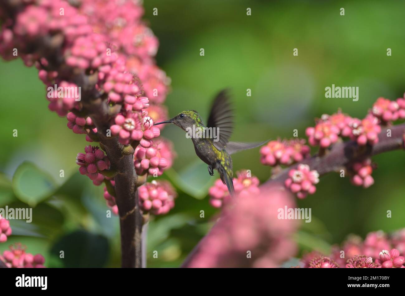 Antillean crested hummingbird (Orthorhyncus cristatus)Found across ...