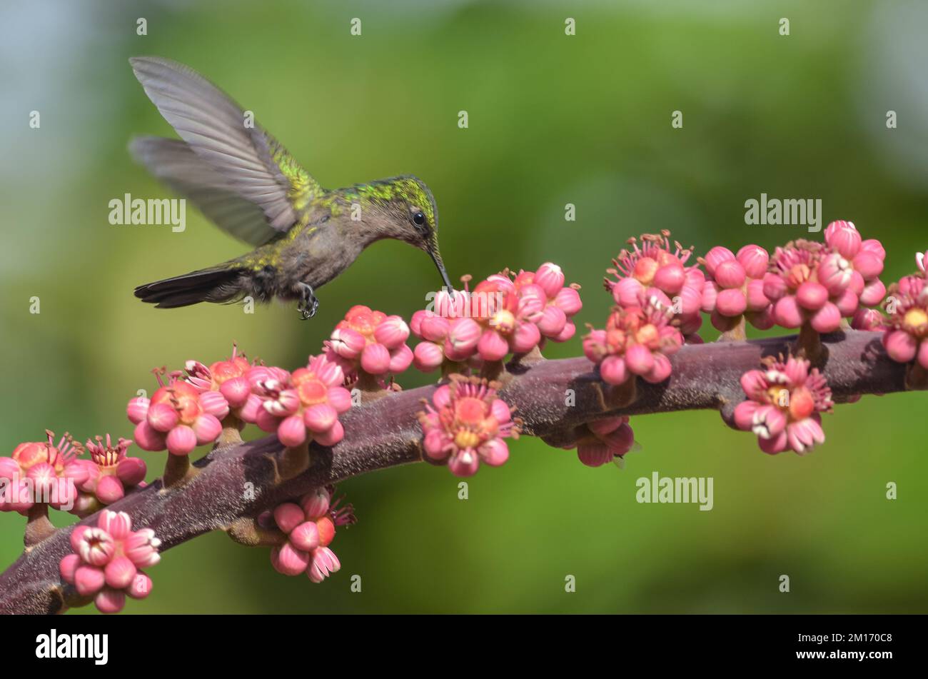Antillean crested hummingbird (Orthorhyncus cristatus)Found across ...