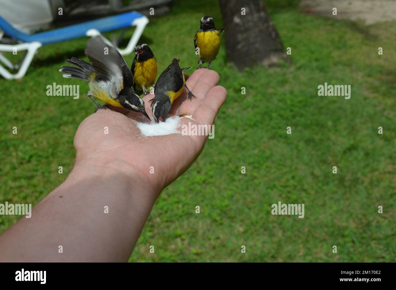 Lesser Antillean Bananaquit Sugar Bird Stock Photo - Alamy