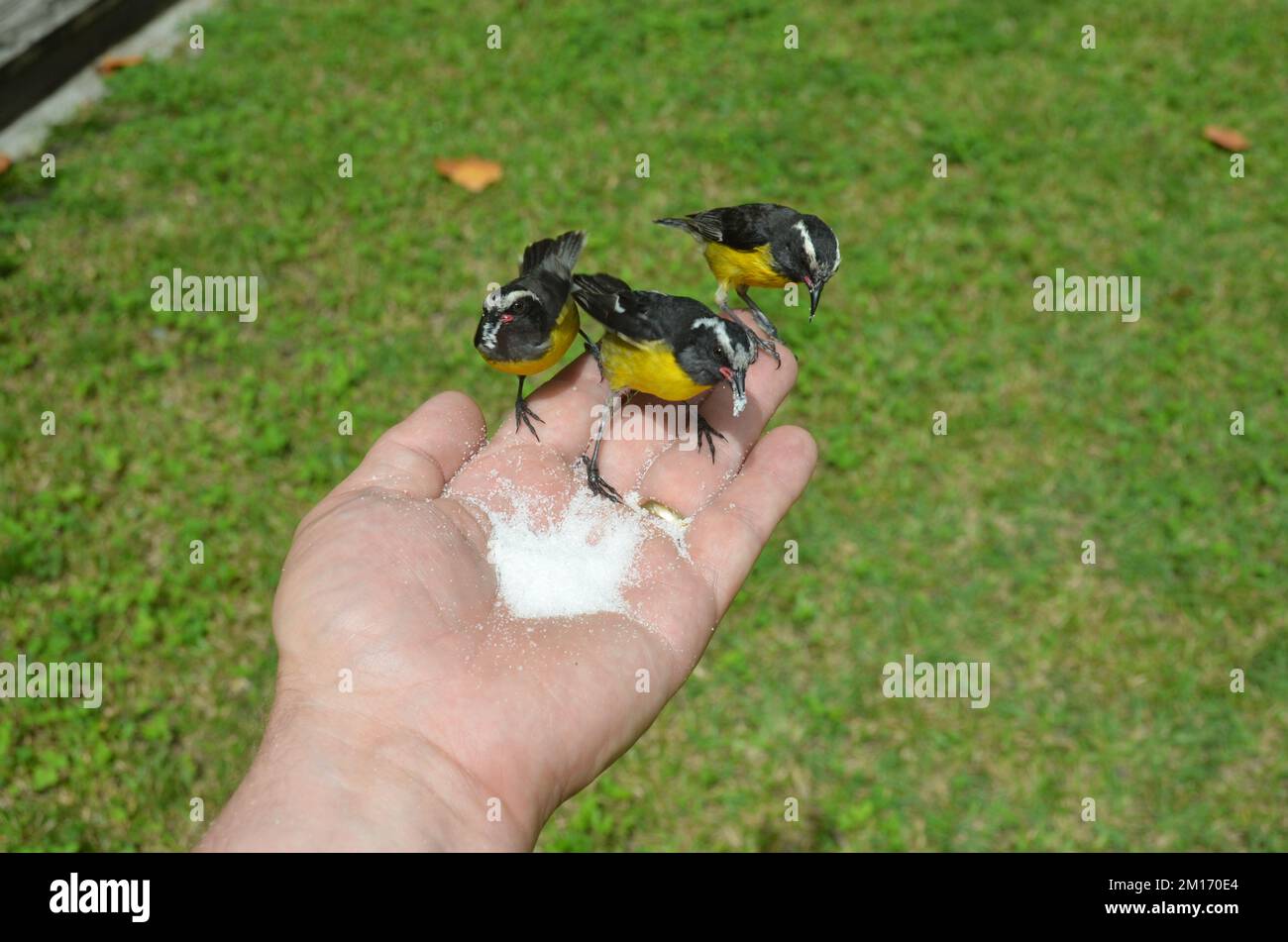 Lesser Antillean Bananaquit Sugar Bird Stock Photo - Alamy