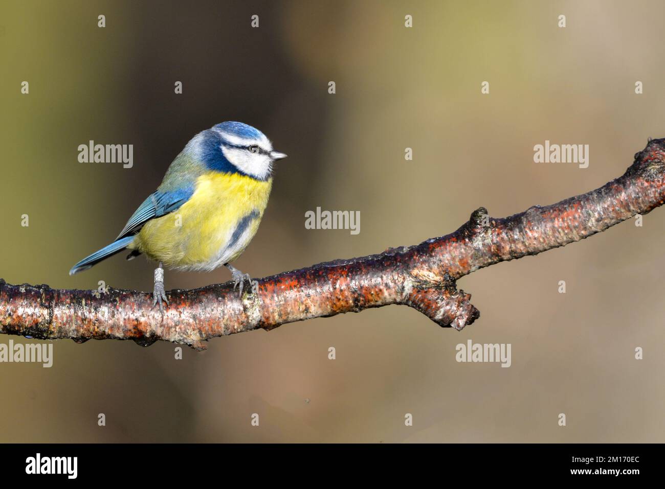 blue tit space foe text Stock Photo - Alamy