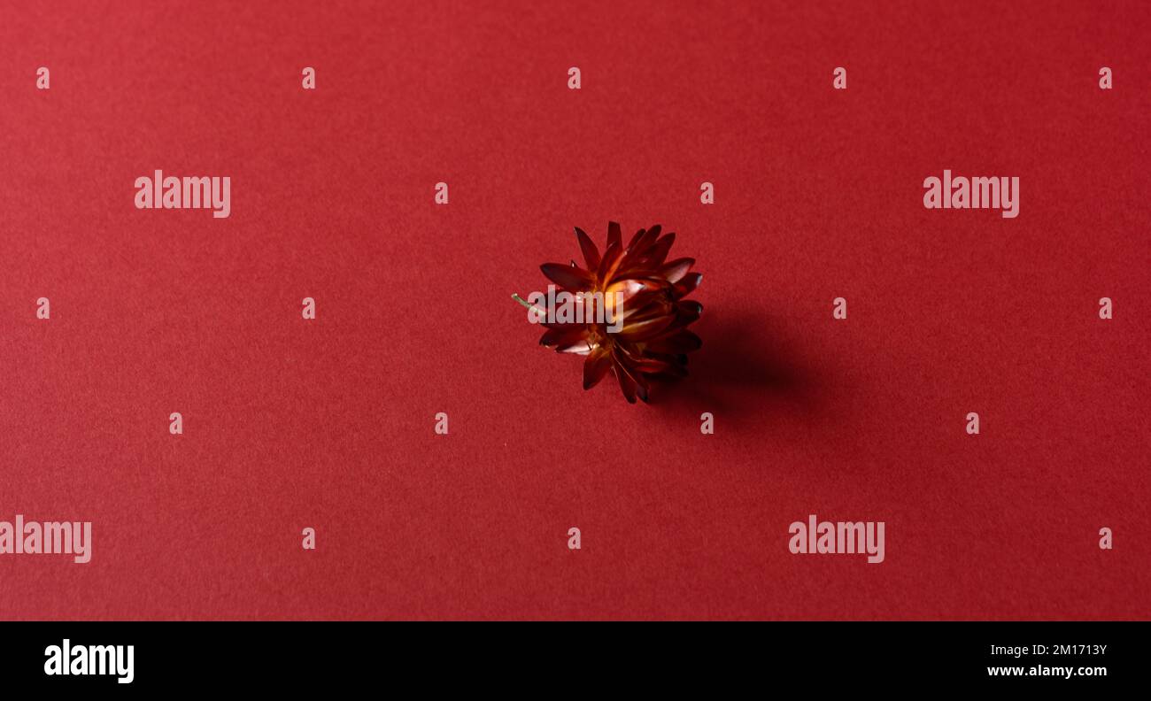 Trendy color viva magenta dry flower on paper background Stock Photo ...