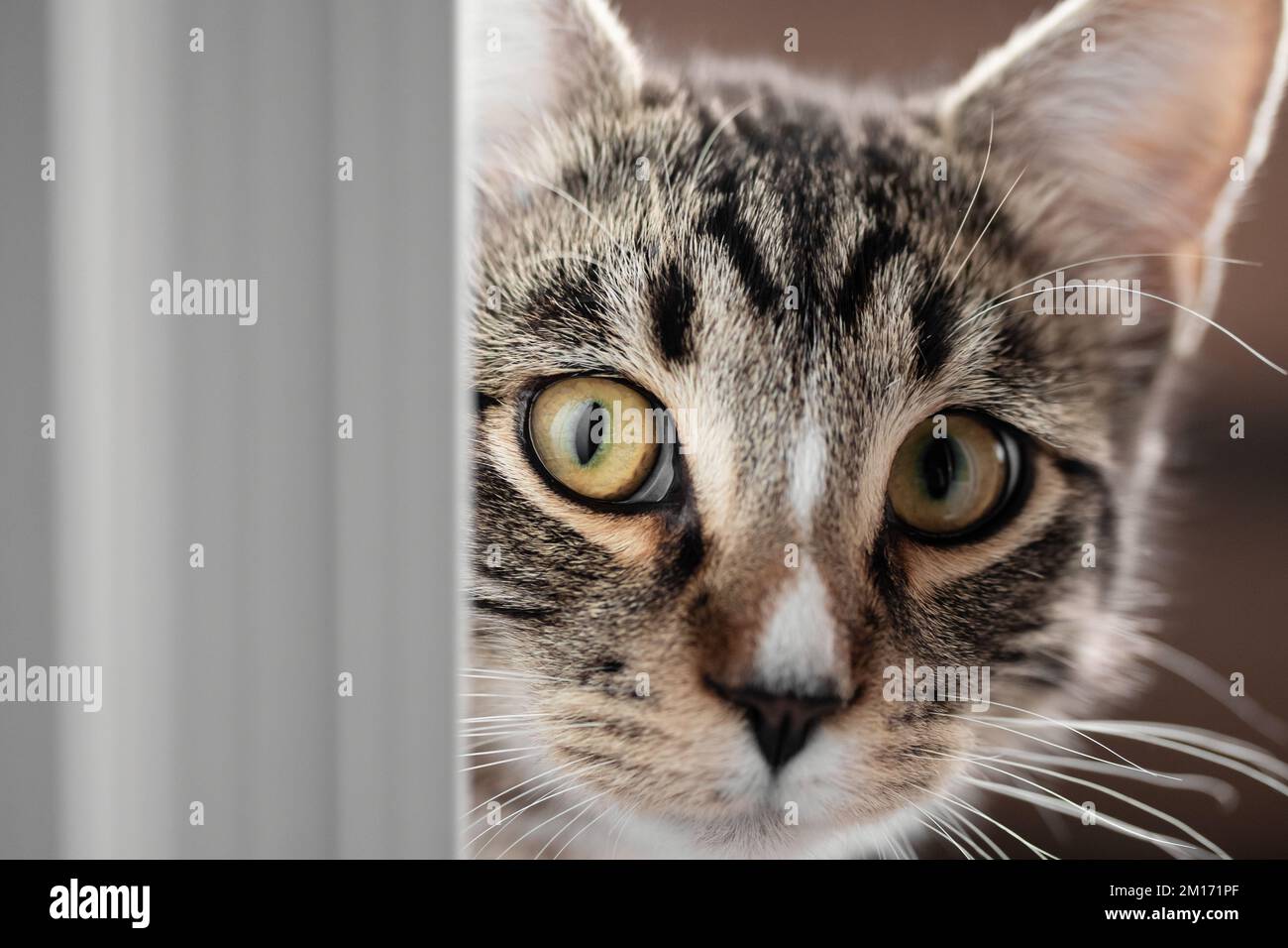 Cat behind the door hi-res stock photography and images - Alamy