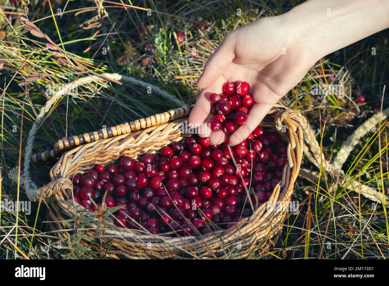 Basket swamp hi-res stock photography and images - Alamy