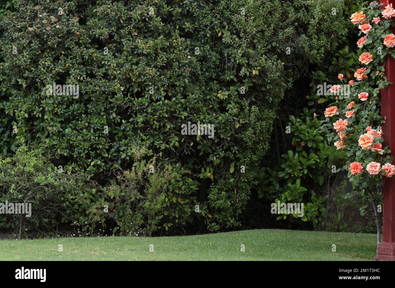 Beautiful garden bush grass hi-res stock photography and images - Alamy