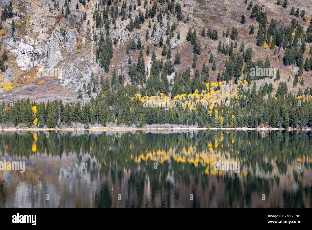 Phelps Lake reflecting aspen trees covered in fall colors on the ...