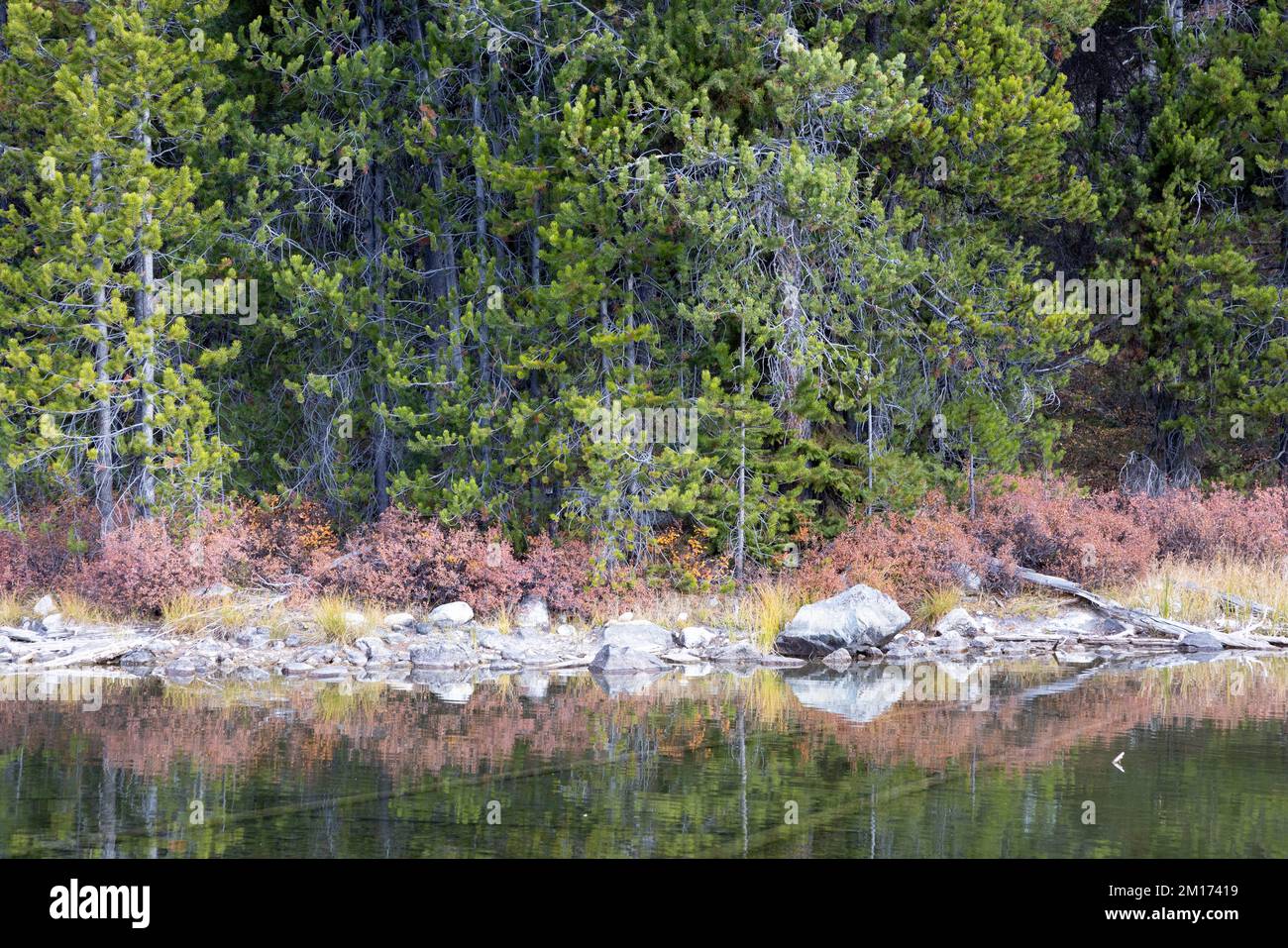 Fall ground vegetation lining the shores of Bradley Lake. Grand Teton ...
