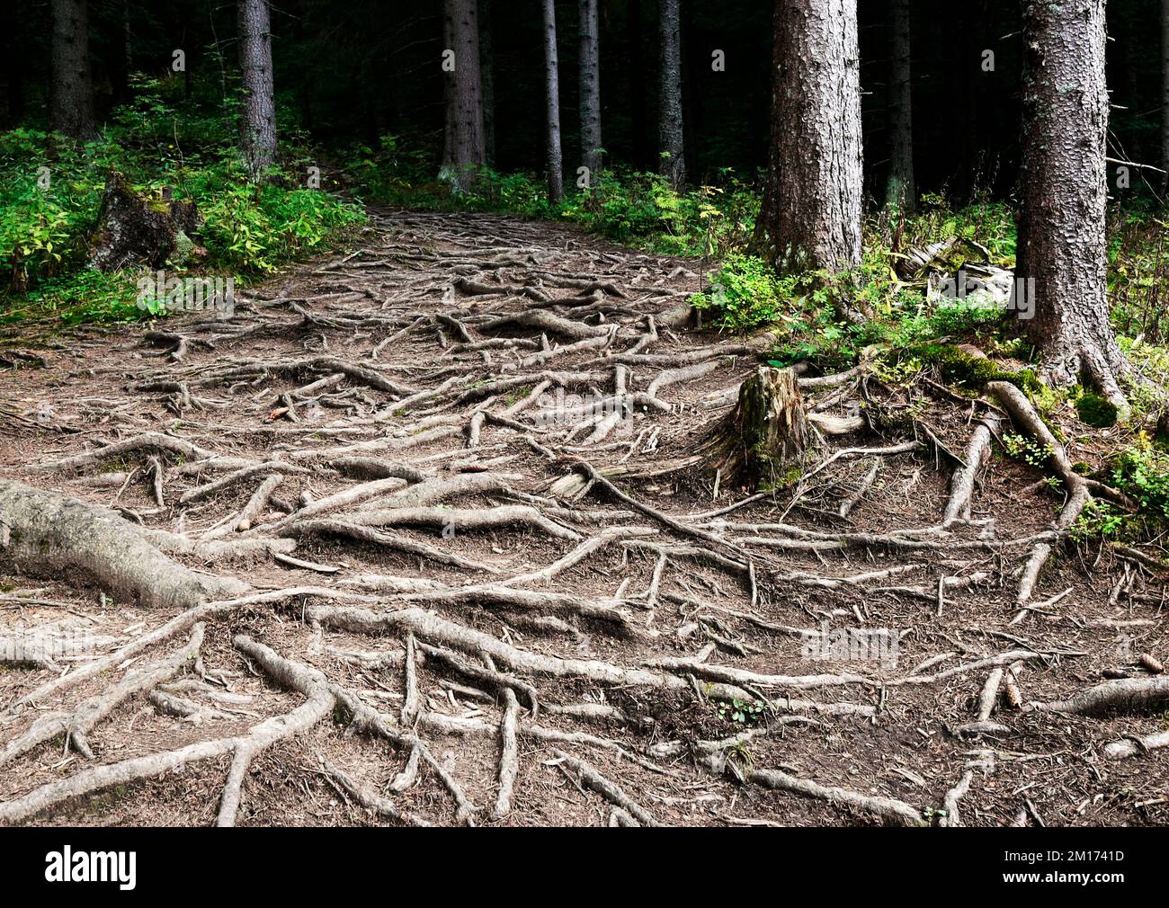 nature background detail of a path in the forest with tree roots Stock ...