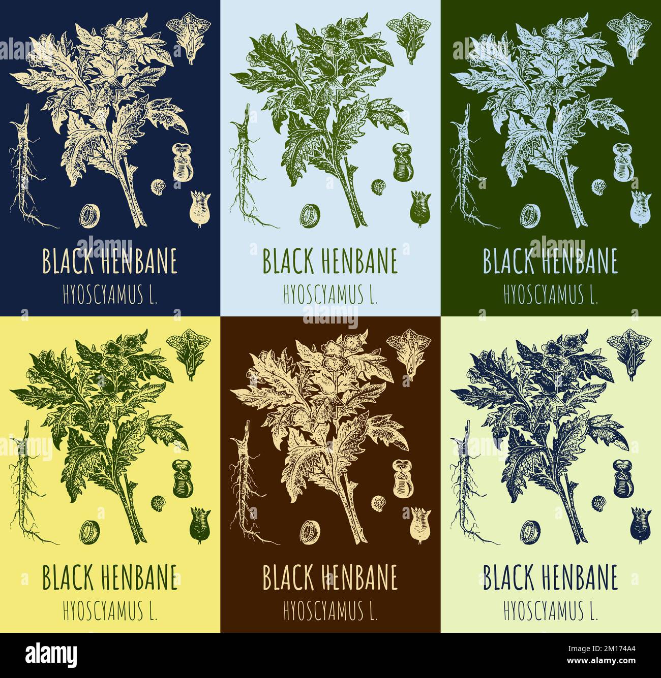 Set of vector drawings of henbane in different colors. Hand drawn ...