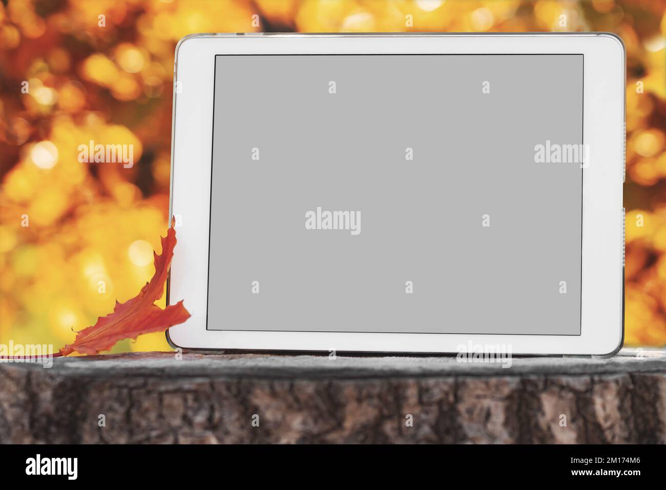 Tablet with a blank screen on a stump in the autumn park. Template for ...