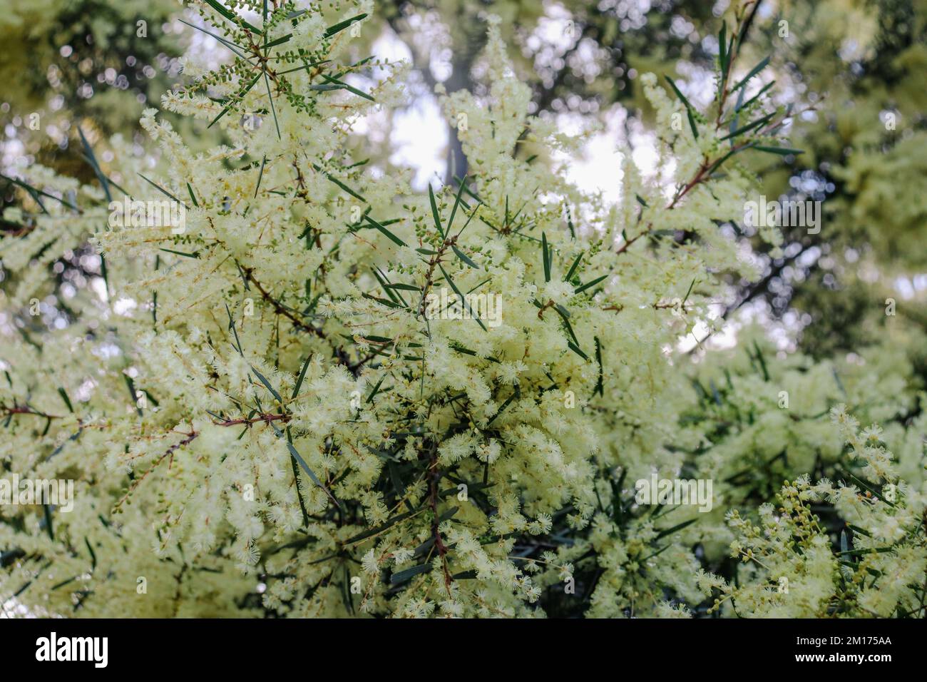 A closeup shot of blooming branches of a wattle acacia tree Stock Photo ...