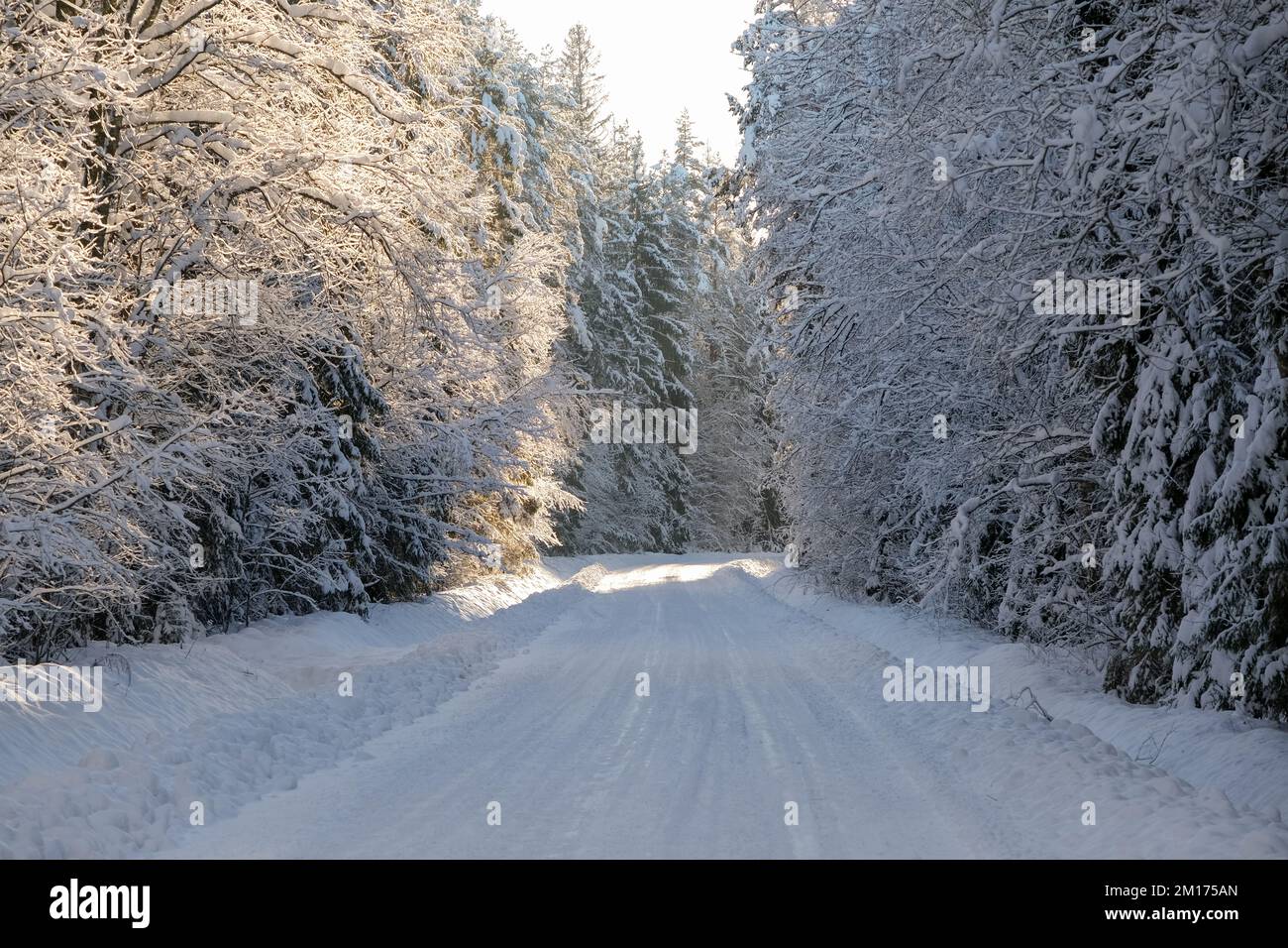 Magical winter landscape. A path between snowy trees in the forest ...