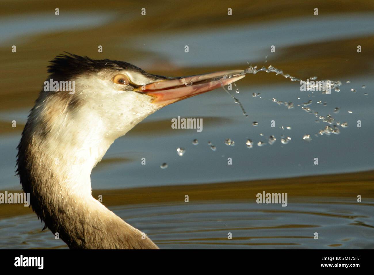 Great Crested Grebe flicking water Stock Photo - Alamy