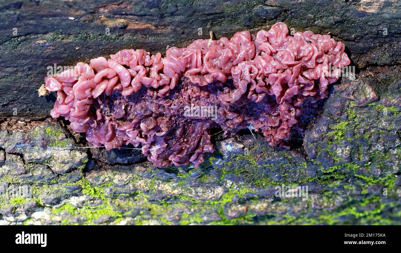 Purple Jellydisc Fungus - Ascocoryne sarcoides on log Stock Photo - Alamy
