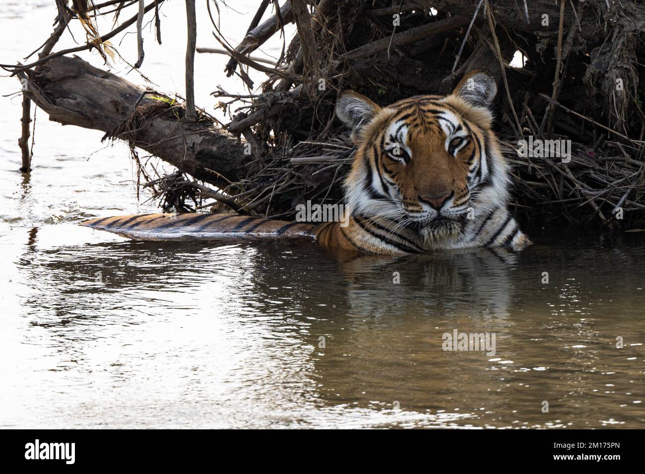 A closeup shot of a beautiful striped tiger swimming in a pond Stock ...