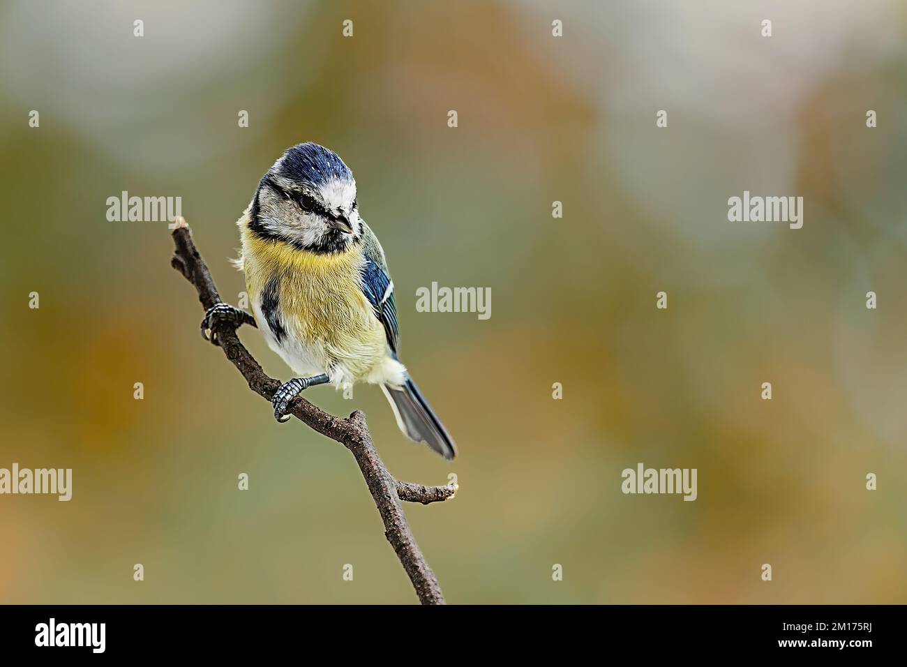 A selective focus shot of a Eurasian blue tit bird perched on a branch ...