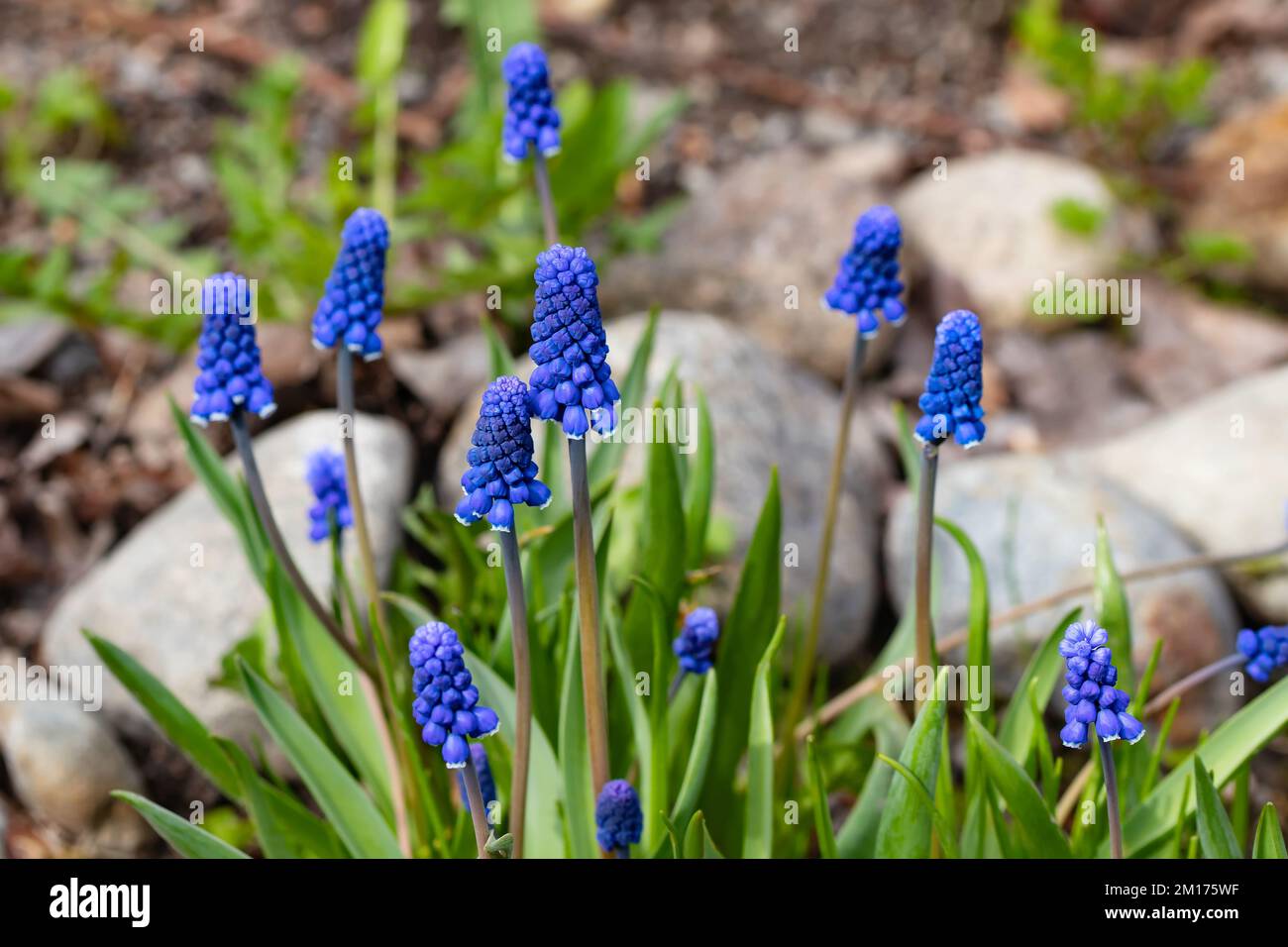Early spring bulbous blue Muscari flowers in a small rockery in the ...