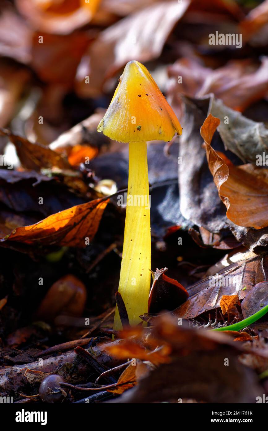 Blackening Wax-cap Fungi - Hygrocybe conica Stock Photo - Alamy