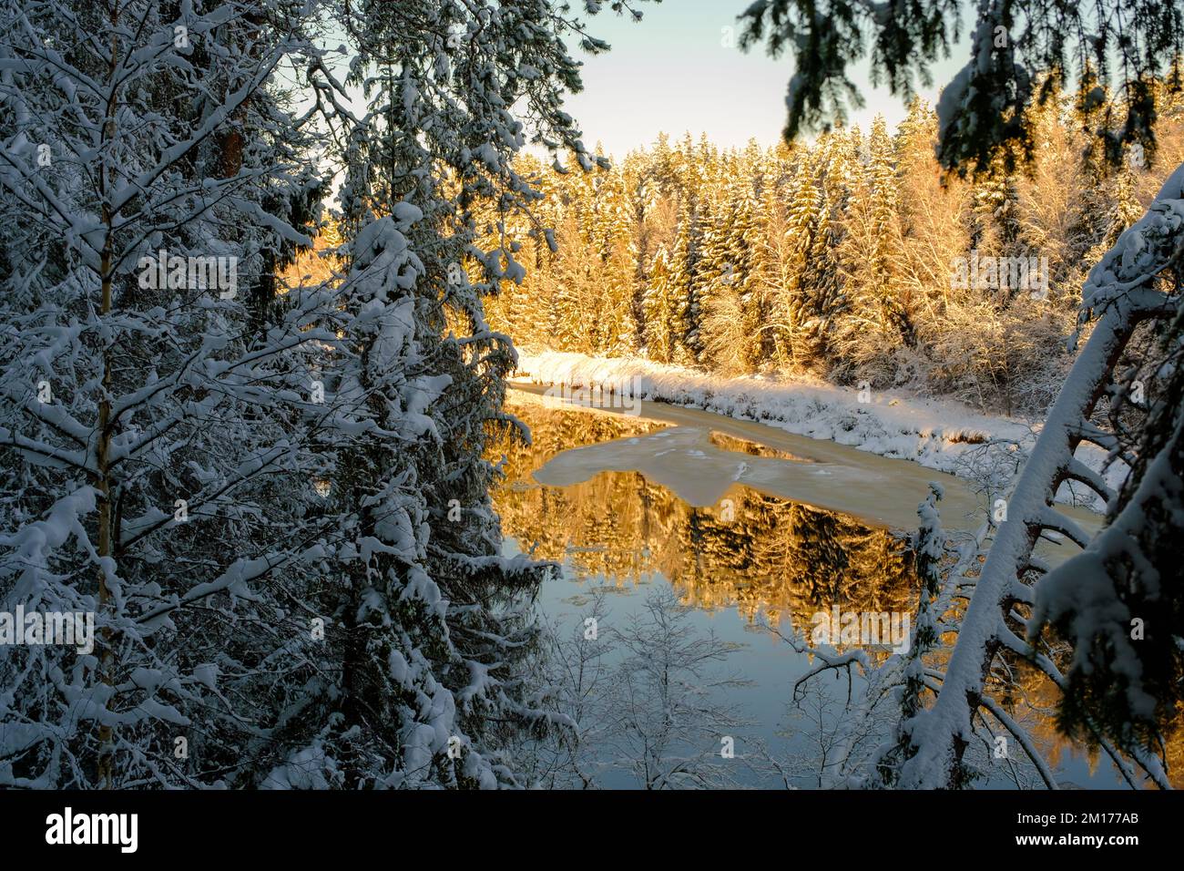 landscape with river in winter, river bank surrounded by trees, ice on ...