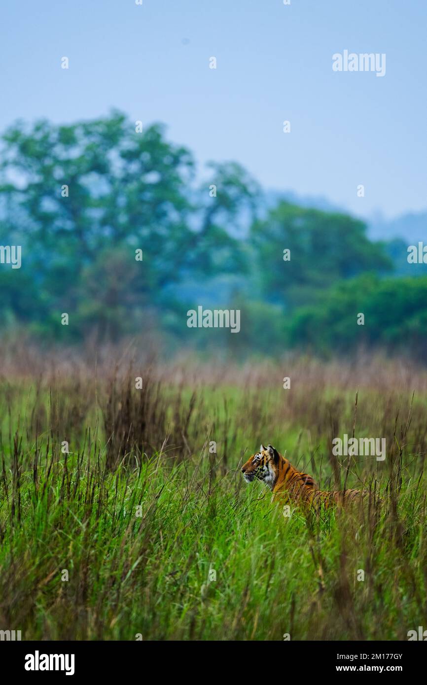 A vertical shot of a striped tiger walking on a grassy green field ...