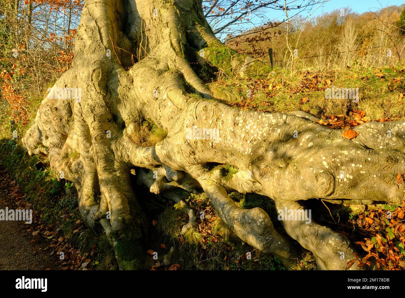 Magnificent old tree roots snake along the side of old stone walling ...