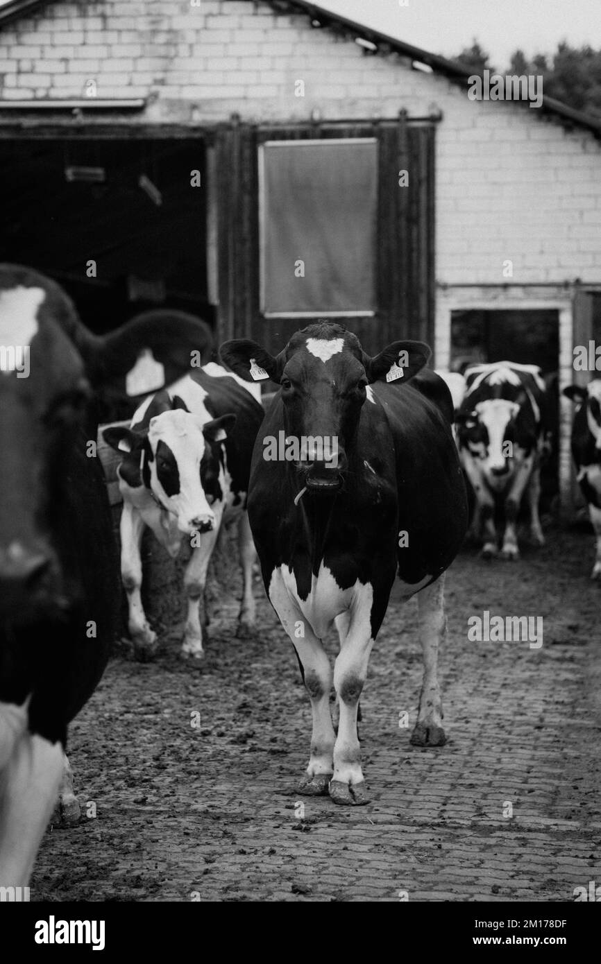 Meat cattle Black and White Stock Photos & Images - Alamy
