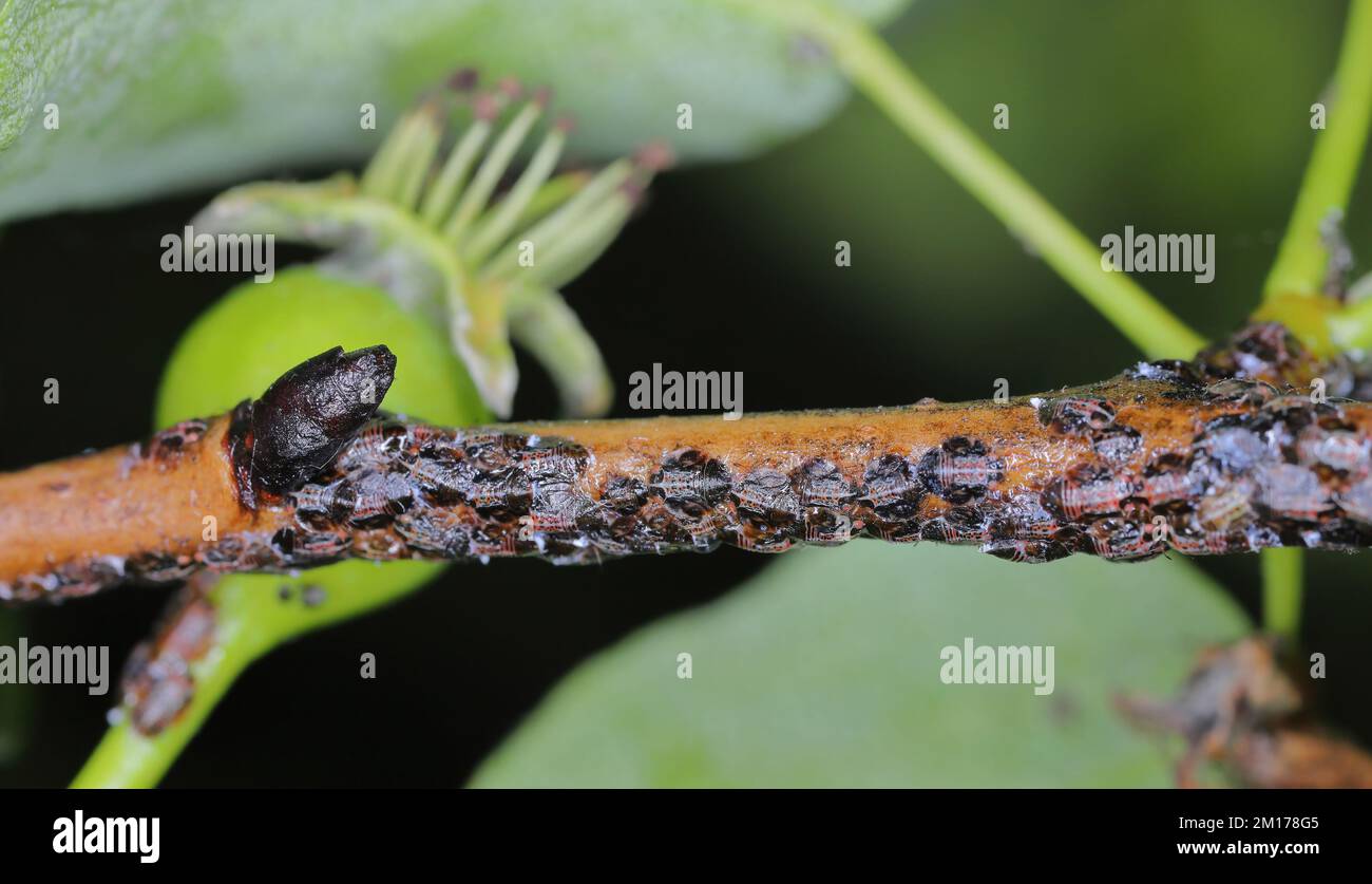 Psylla hi-res stock photography and images - Alamy