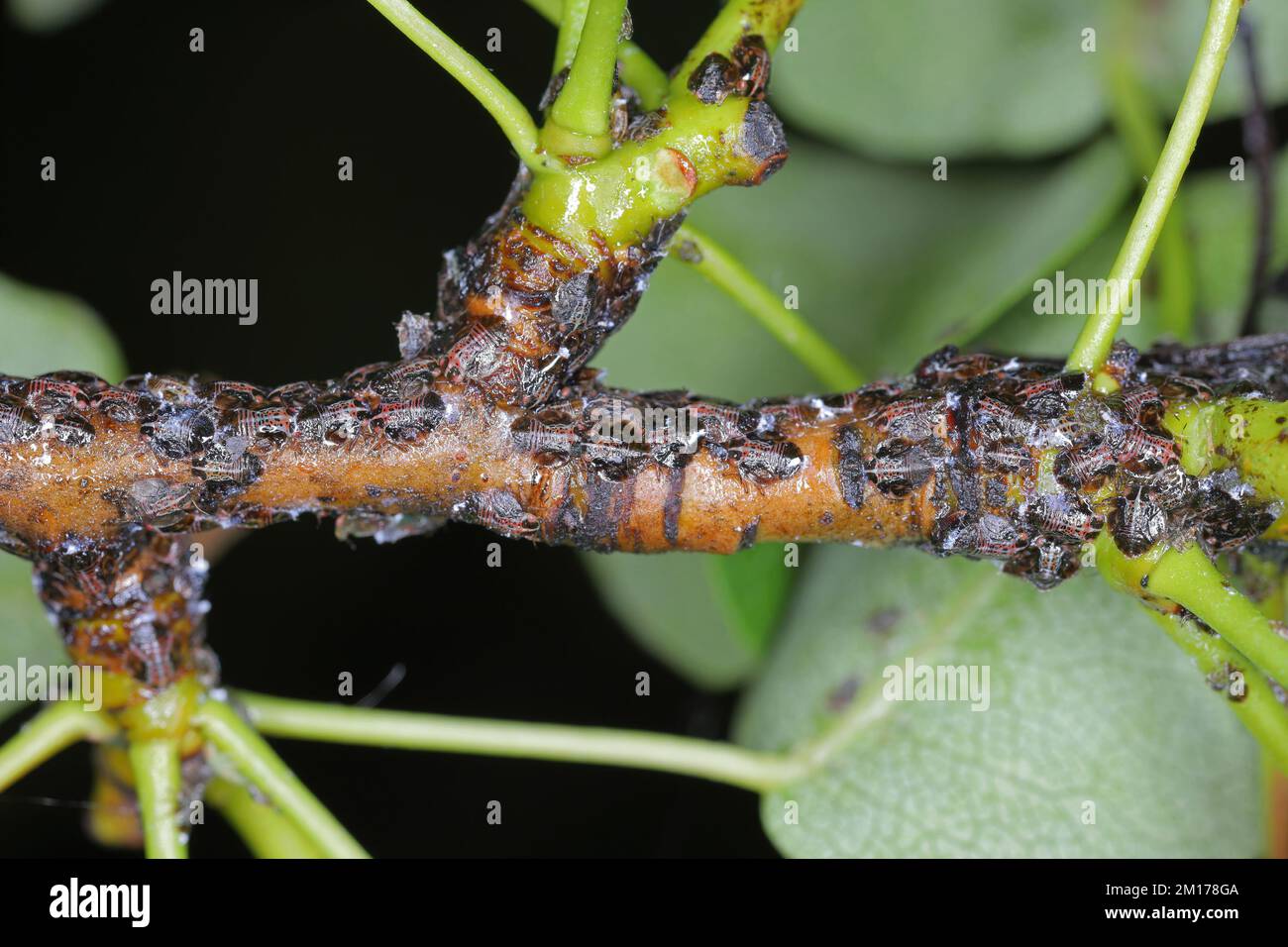 Cacopsylla pyri (pear psylla, European pear sucker) Psyllidae. Nymphs ...