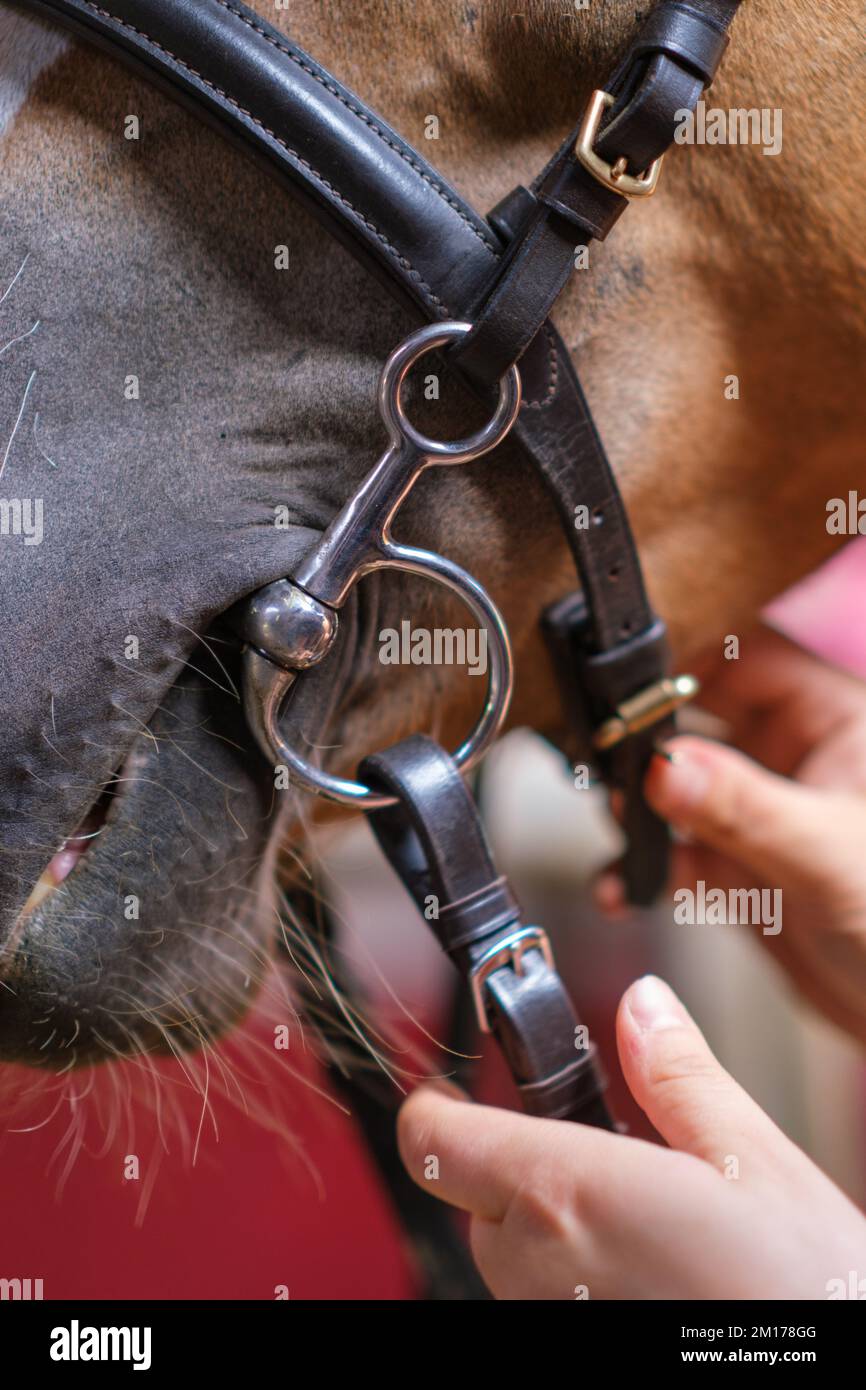 A vertical closeup shot of a person hooking a collar strap on a horse ...
