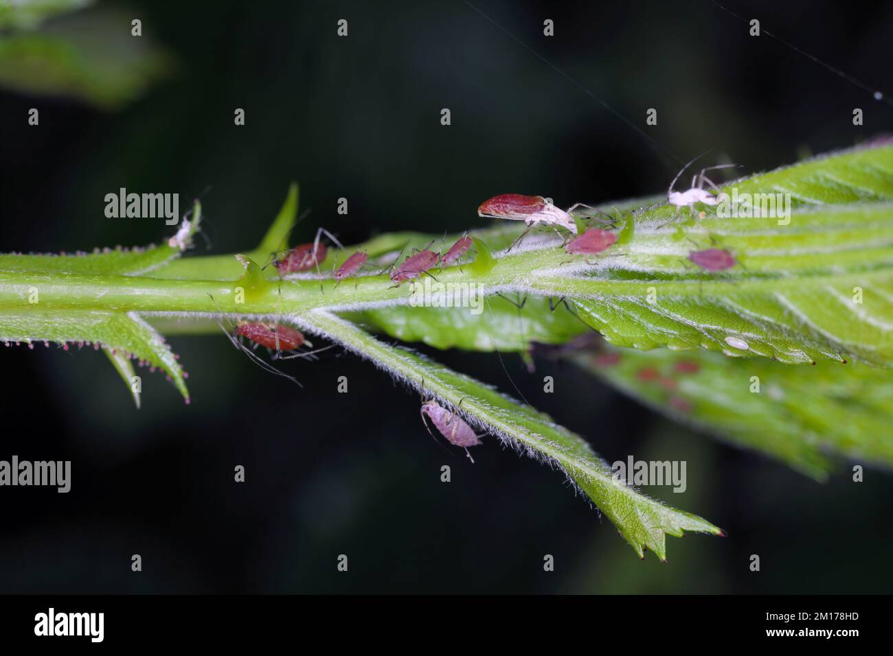 Macrosiphum rosae, the rose aphid is an aphid of the family Aphididae ...