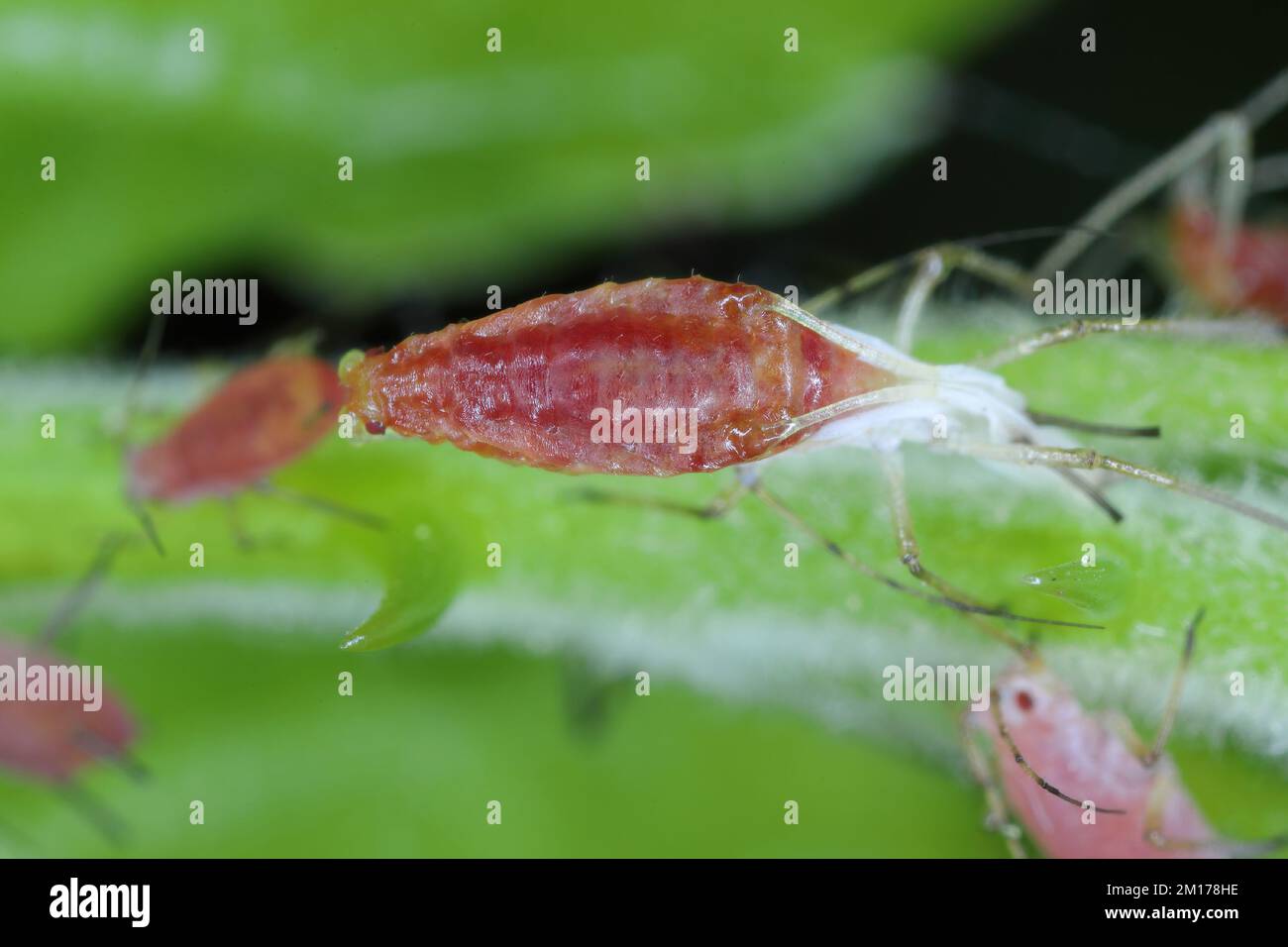 Macrosiphum rosae, the rose aphid is an aphid of the family Aphididae (Hemiptera). An aphid ...