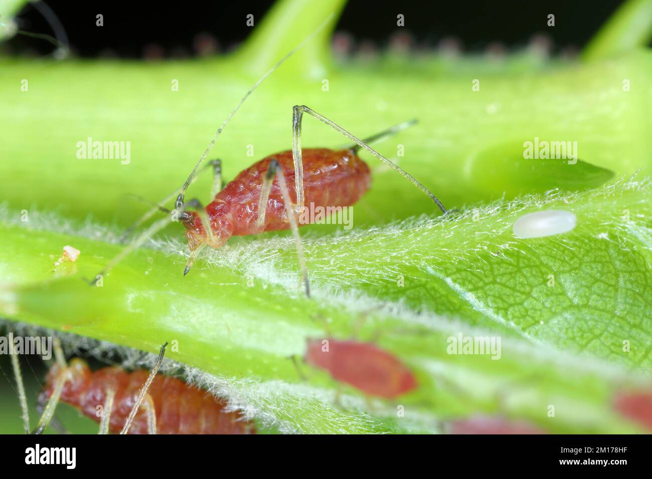 Macrosiphum rosae, the rose aphid is an aphid of the family Aphididae ...