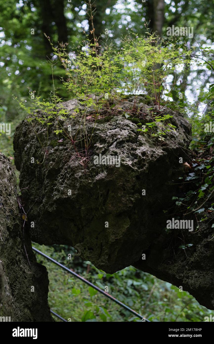 A vertical shot of a large tree sump with growing reeds and small ...
