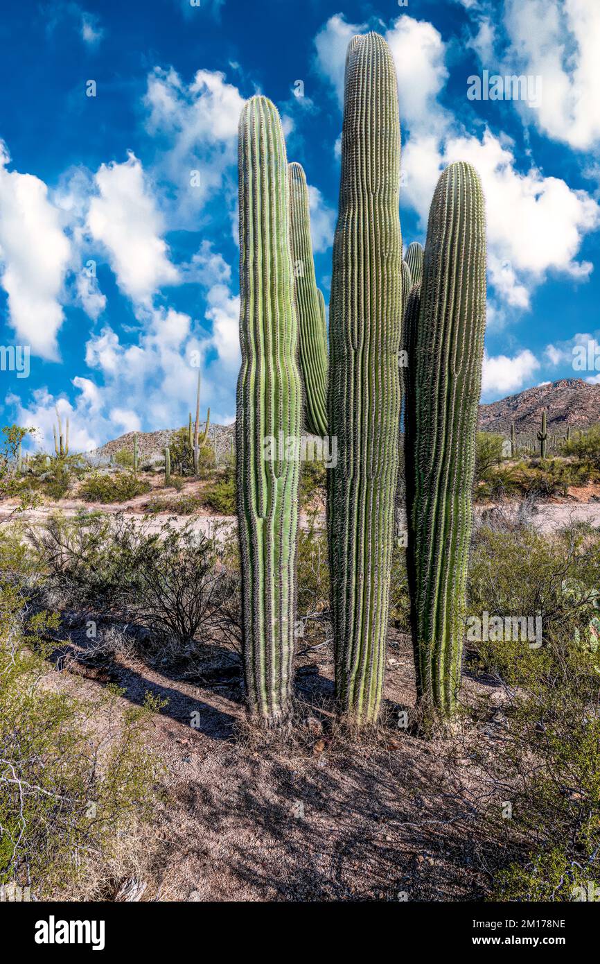 Majestic saguaro hi-res stock photography and images - Alamy