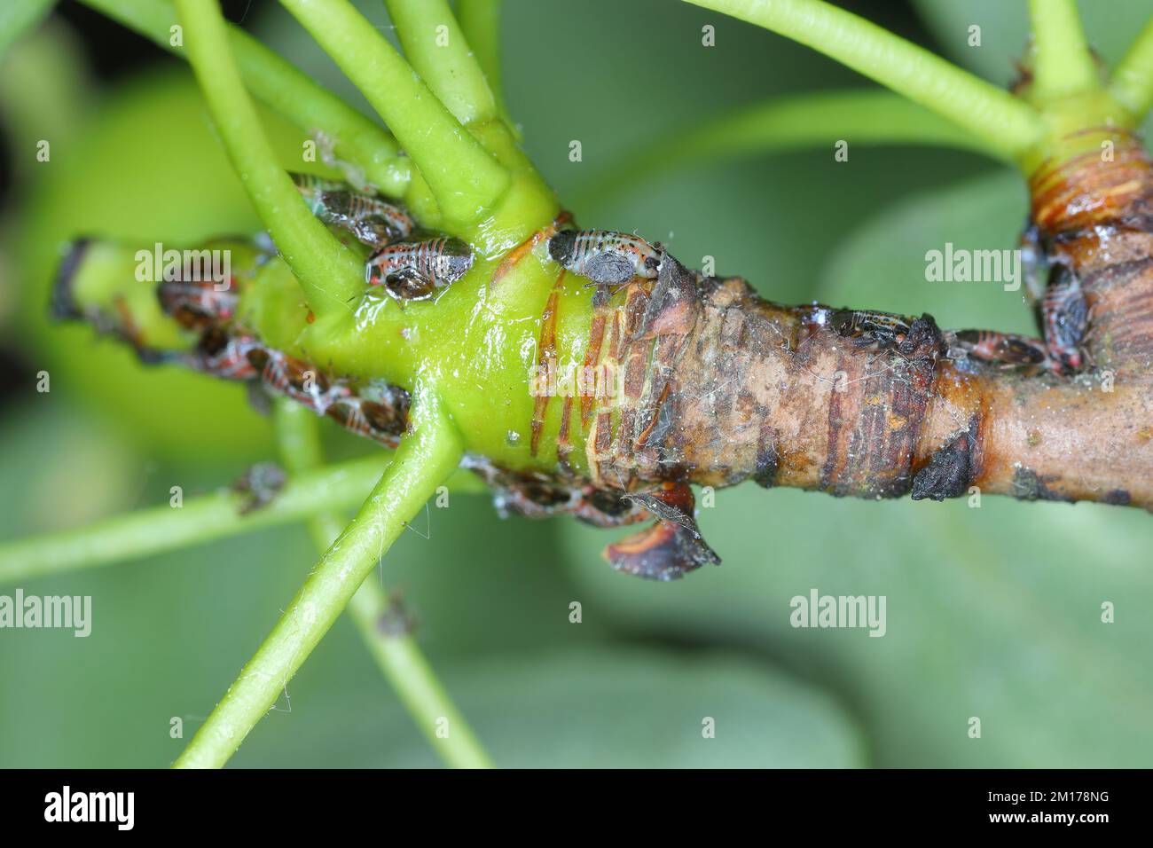 Cacopsylla pyri (pear psylla, European pear sucker) Psyllidae. Nymphs ...