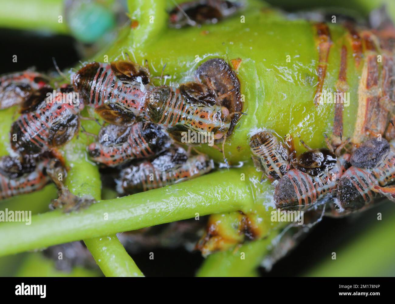 Psyllidae, the jumping plant lice or psyllids, are a family of small ...